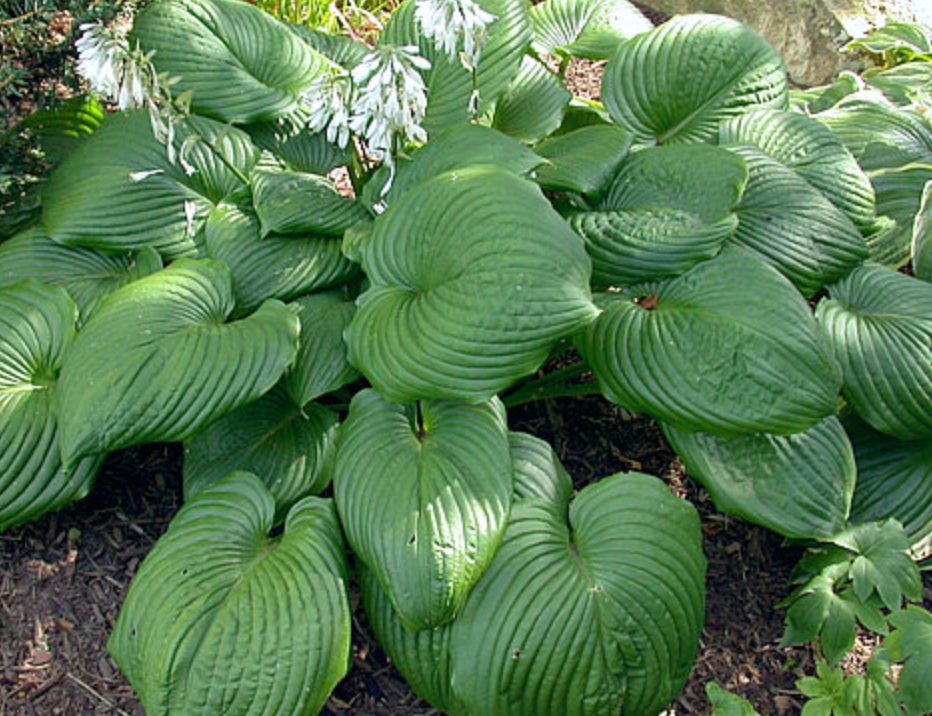 Large & Giant Hostas For Sale In The UK 2/5