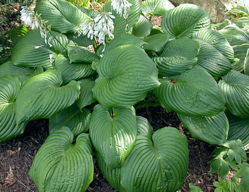 Hosta Behemoth | Rewelahostas