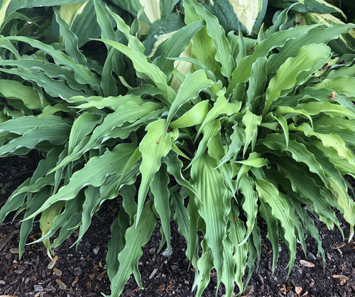 Hosta Curly Fries | Rewelahostas