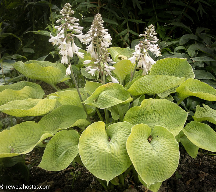 Hostas That Cope with Dry Shady Conditions..Typically Under Tree Cover
