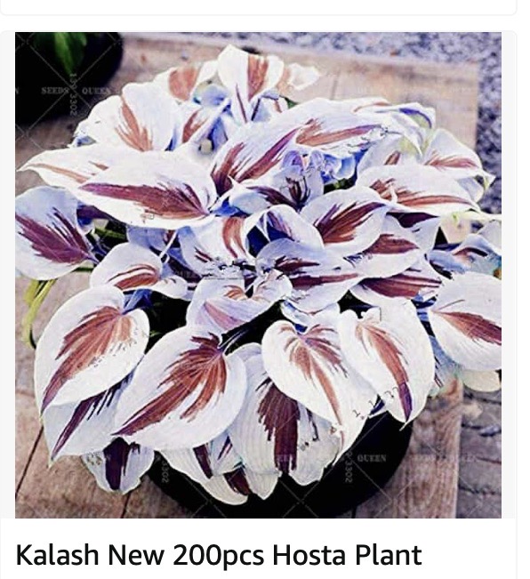 AI generated Hosta Photographs