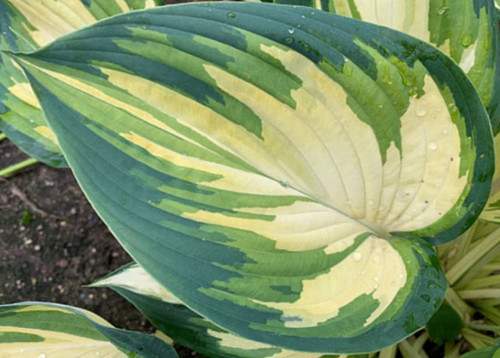 Hosta My Fair Lady | Rewelahostas