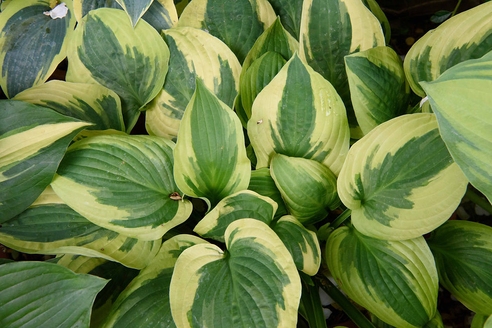 Shop | Specialist Online Mail-Order Hosta Plants Nursery UK 6/7