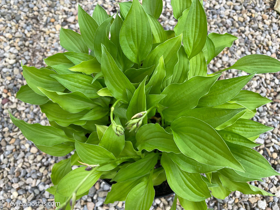 Miniature & Small Hostas Plants For Sale UK 4/5