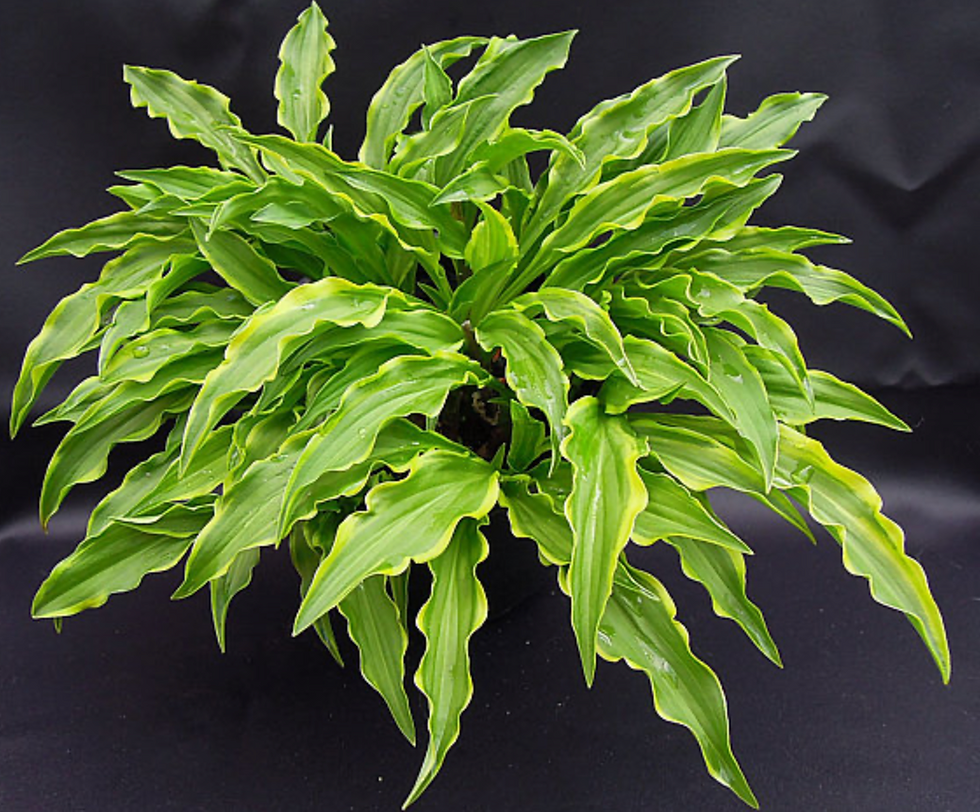 Miniature & Small Hostas Plants For Sale UK