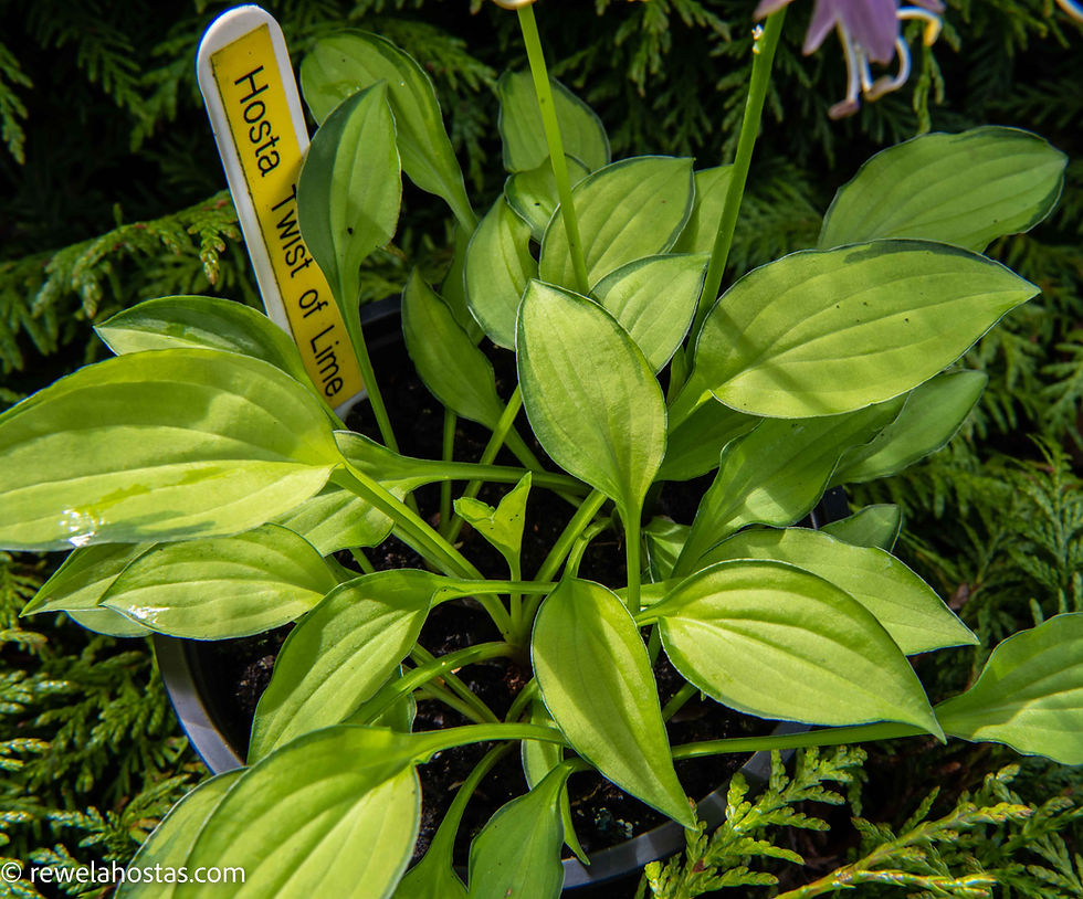 Miniature & Small Hostas Plants For Sale UK 4/4