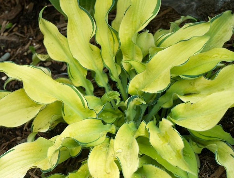 Sun Tolerent Hostas For Sale In the UK