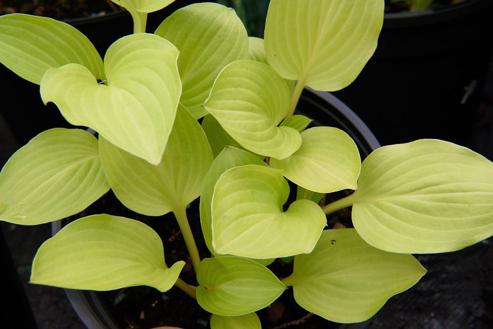 Miniature & Small Hostas Plants For Sale UK 3/5
