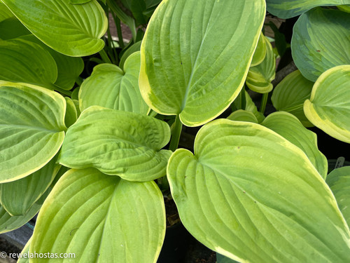 Hosta Frozen Margarita | Rewelahostas