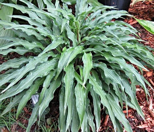Hosta Zucchini Fries | Rewelahostas
