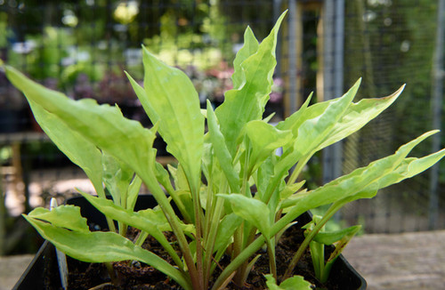 Hosta Lemon Lime | Rewelahostas