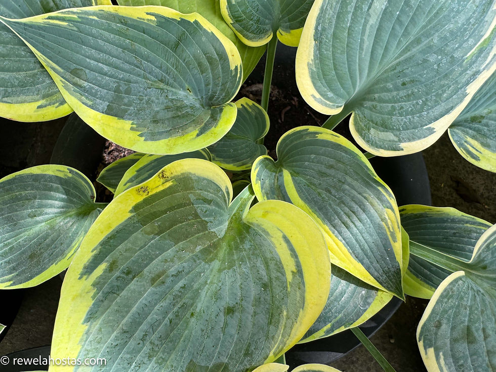 Slug Resistant Hosta Plants For Sale In The UK 4/9
