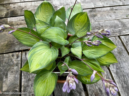Hosta Dinner Mint | Rewelahostas