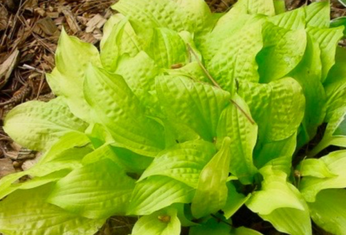 Hosta Sunlight Child | Rewelahostas