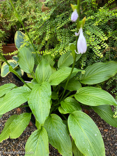 Hosta Elata | Rewelahostas
