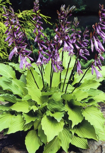 Hosta Elisabeth | Rewelahostas