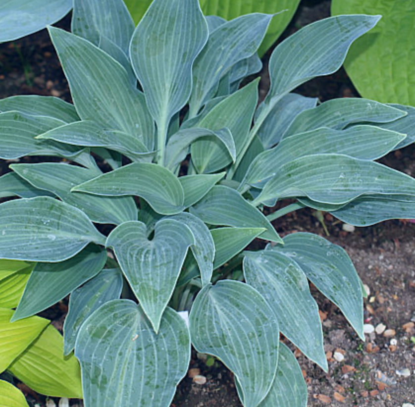 Miniature & Small Hostas Plants For Sale UK