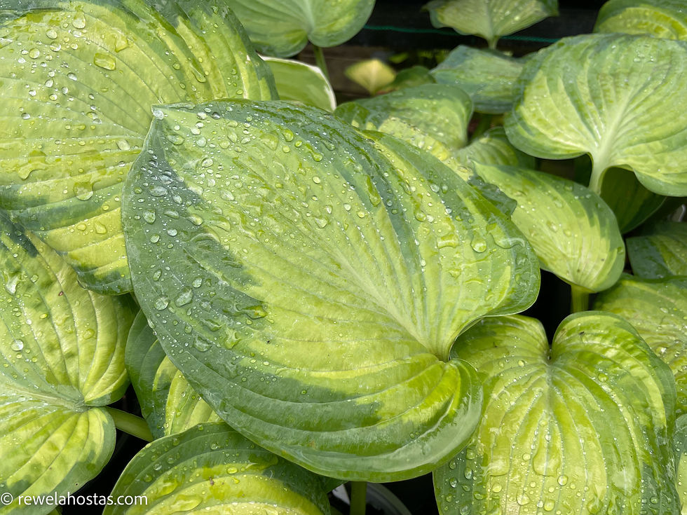 Shop | Specialist Online Mail-Order Hosta Plants Nursery UK 3/6