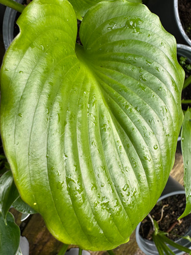 Hosta Shiny Sonata | Rewelahostas