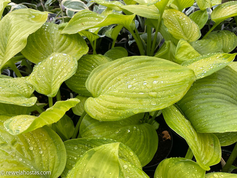 Large & Giant Hostas For Sale In The UK 3/7