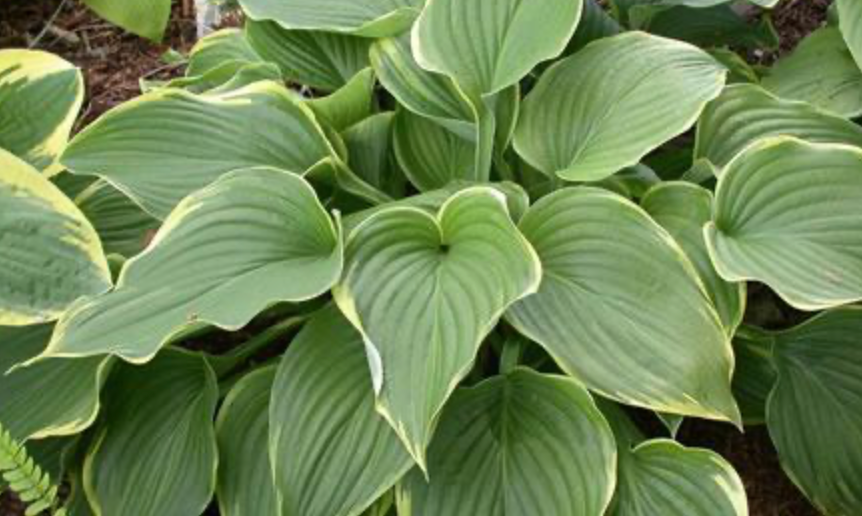 Large & Giant Hostas For Sale In The UK 2/4