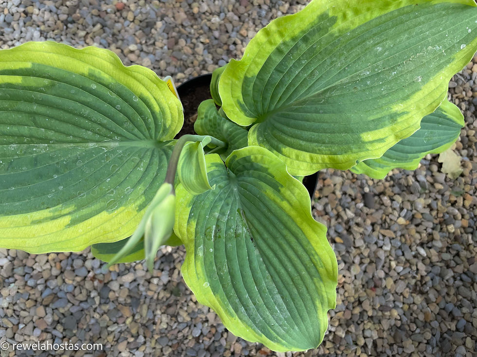 Large & Giant Hostas For Sale In The UK