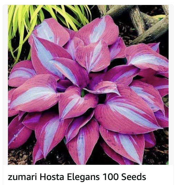 AI generated Hosta Photographs