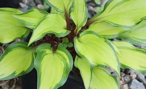 Hosta Pineapple Salsa | Rewelahostas