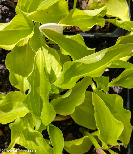 Hosta Hydon Sunset | Rewelahostas