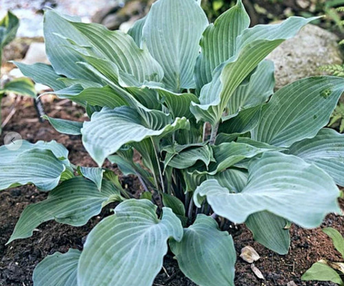 Hosta Frisian Misty Sky | Rewelahostas