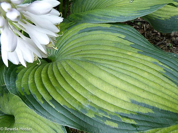 Understanding the Colour Changes in Hostas: What Causes the Shift in ...