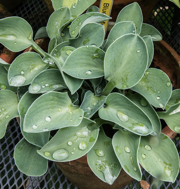Miniature & Small Hostas Plants For Sale UK