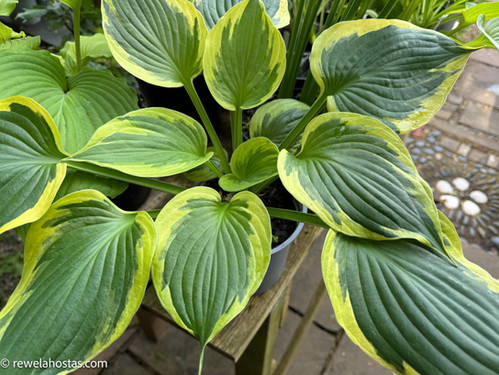 Hosta Anne | Rewelahostas