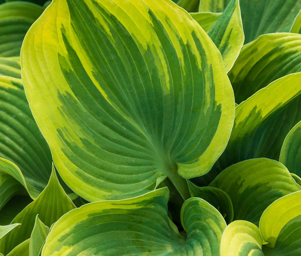 Shop | Specialist Online Mail-Order Hosta Plants Nursery UK 4/7