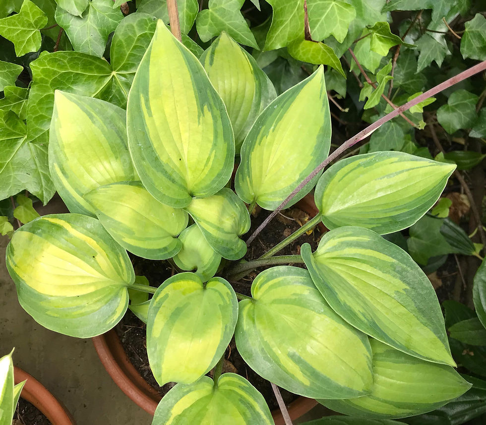 Shop | Specialist Online Mail-Order Hosta Plants Nursery UK 5/6