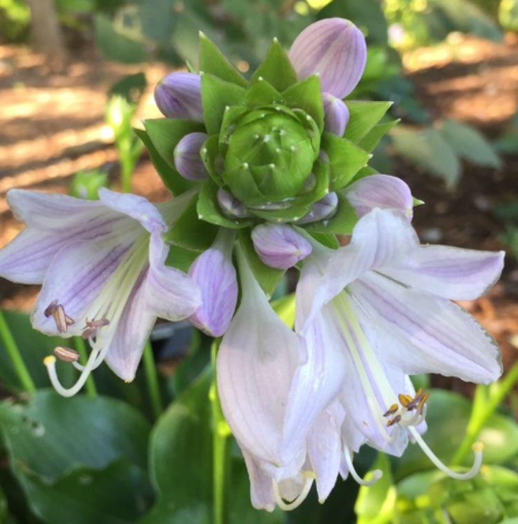 Shop | Specialist Online Mail-Order Hosta Plants Nursery UK 6/6