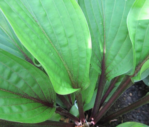 Hosta Wisconsin Red | Rewelahostas