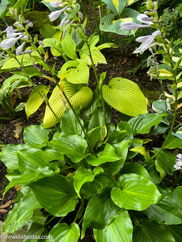 Hosta Invincible | Rewelahostas