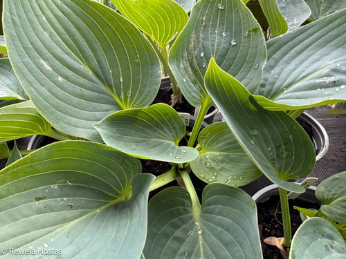 Hosta Above the Clouds | Rewelahostas