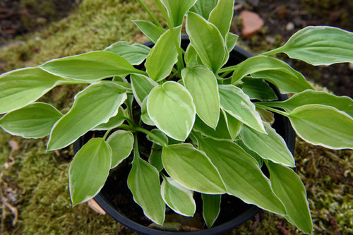 Hosta Iced Lemon | Rewelahostas
