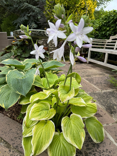 Hosta Frozen Margarita | Rewelahostas