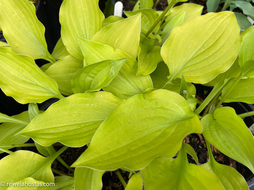 Hosta Devon Gold | Rewelahostas