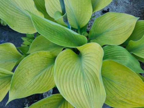 Hosta Golden Sir Prize | Rewelahostas
