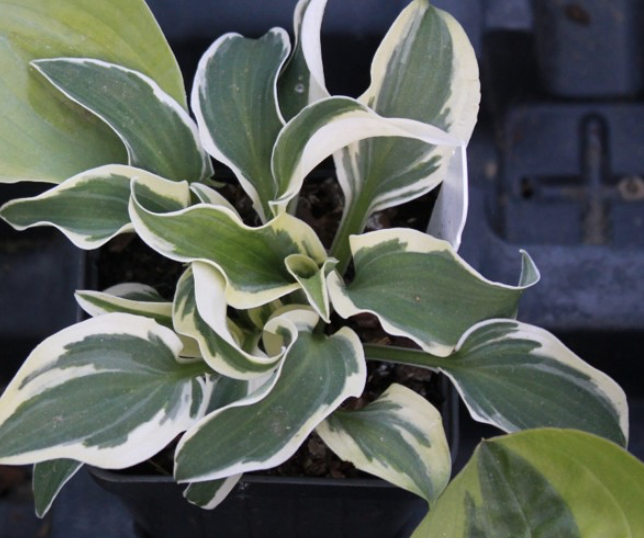 Why We "Love" The Mouse Hostas ......