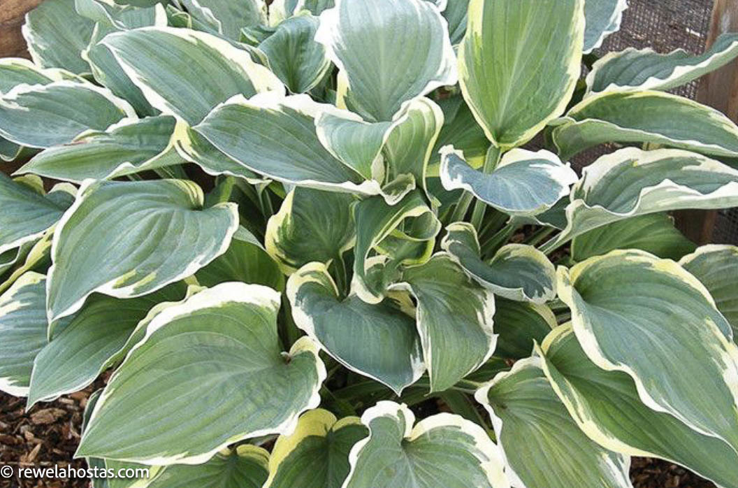 "Unveiling the Beauty of Hosta Irish Eyes: A Closer Look at this ...
