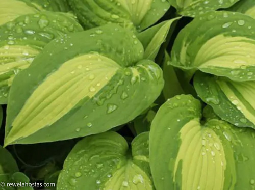 Hosta Elizabeth Campbell | Rewelahostas
