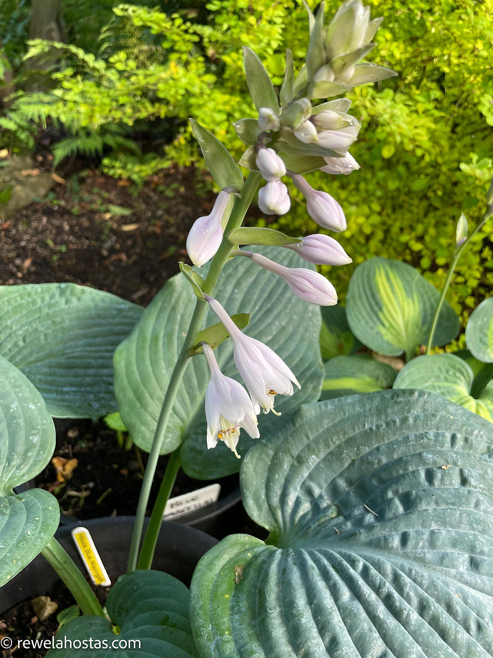 Slug Resistant Hosta Plants For Sale In The UK 4/11