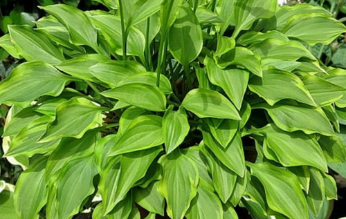 Hosta Paradise Sunset | Rewelahostas