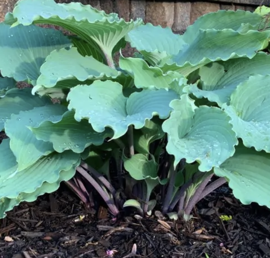 AHGA 2025 Hosta of The Year ... The fabulous Hosta Skywriter