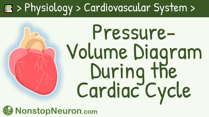 Pressure-Volume Loop Diagram During the Cardiac Cycle
